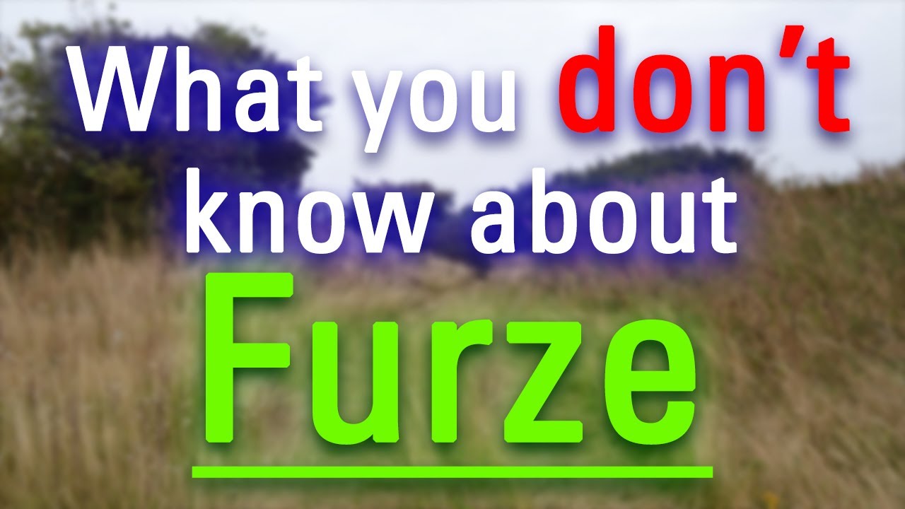 What is Furze? | How to Say Furze in English? | How Does Furze Look ...