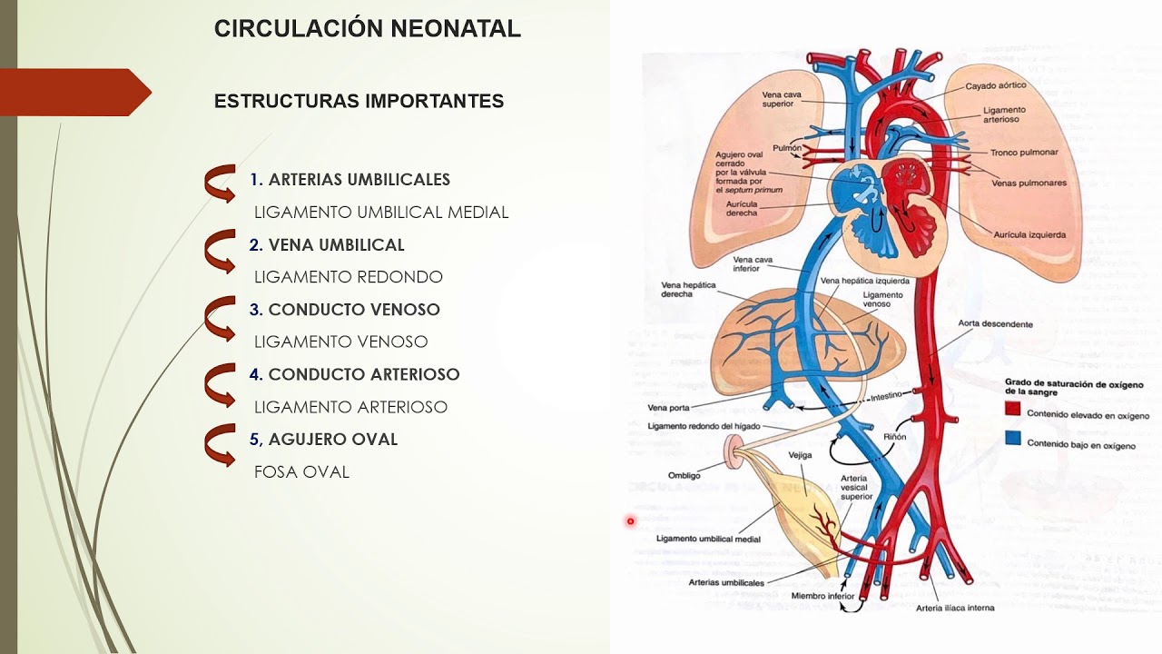Fetal Circulation