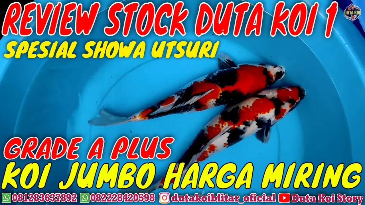 ADA SHOWA CANTIK HARGA KOI DI KANTOR DUTA KOI 1 SHOWA UTSURI JUMBO GRADE A PLUS - YouTube