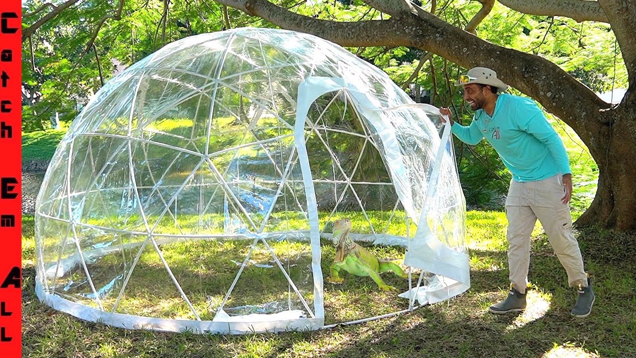 COLD IGUANAS saved with FLORIDA IGLOO! **Garden Igloo Usa** - YouTube