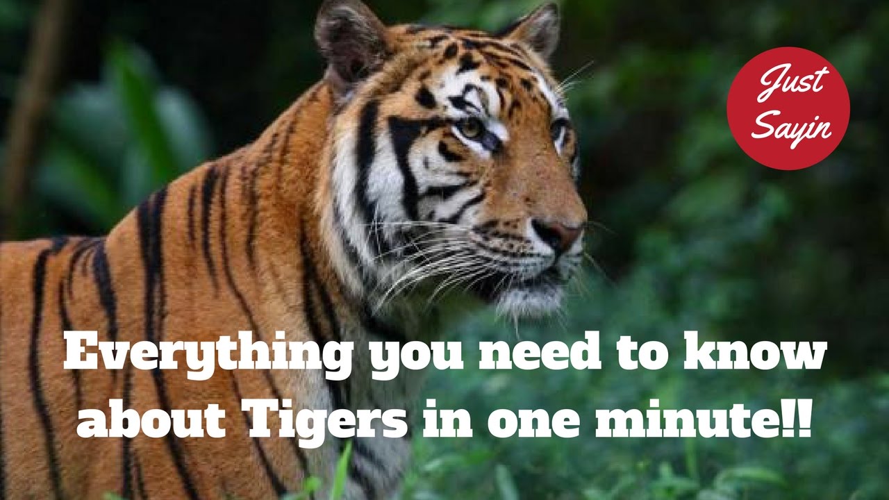 Everything you need to know about tigers in 1 minute - YouTube