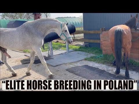 Małopolski Horse Breeding in Poland  Stallions Aspan & Krym in Opole Province