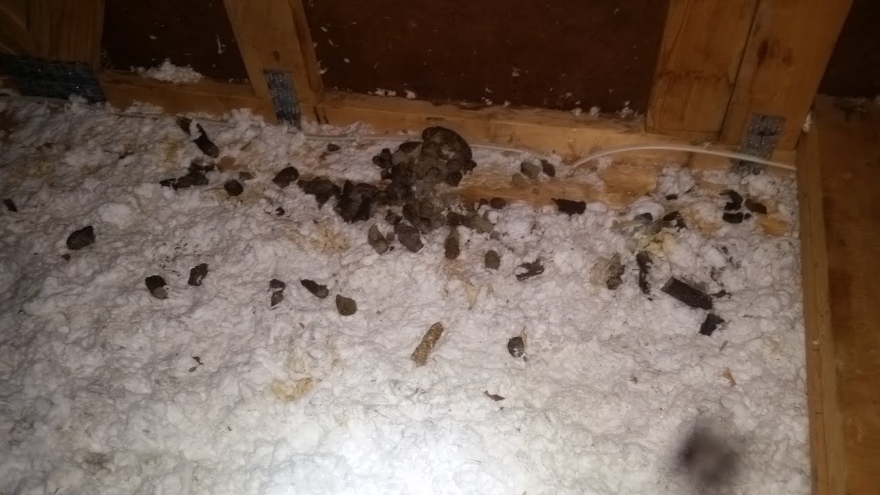 Rodent Poop in the Attic Removal Service Montgomery County Ohio - YouTube