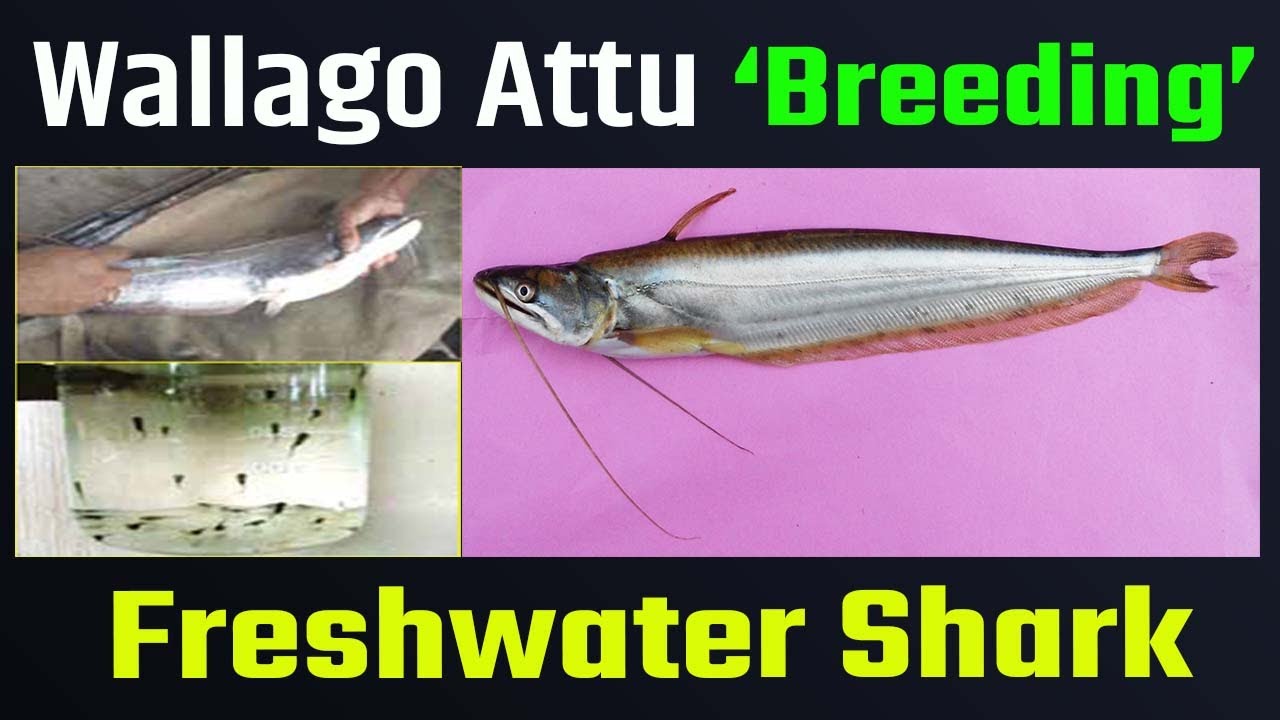 Wallago Attu Fish breeding | Freshwater Shark | Wallago attu fish ...
