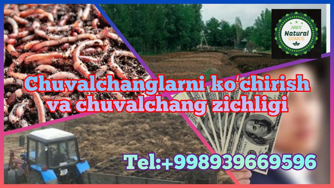 Chuvalchanglarni ko'chirish A-Ya gacha//Chuvalchang zichligi//Buxoro ...