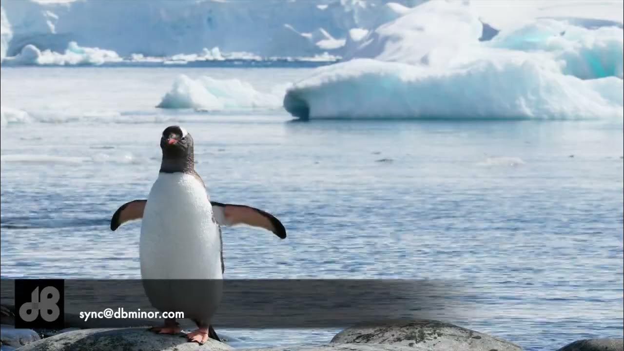 Antarctica - Penguins (music for documentaries) - YouTube