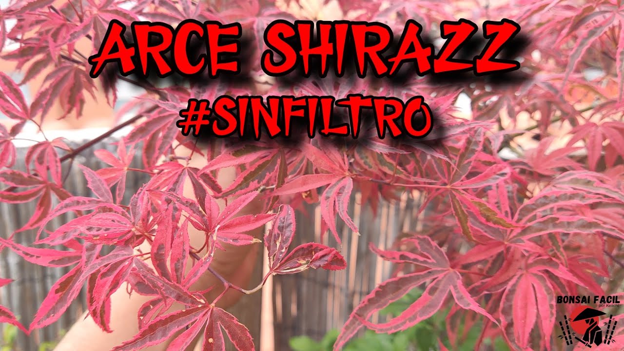 Shirazz en pleno color y sorpresa Goyomatsu - YouTube