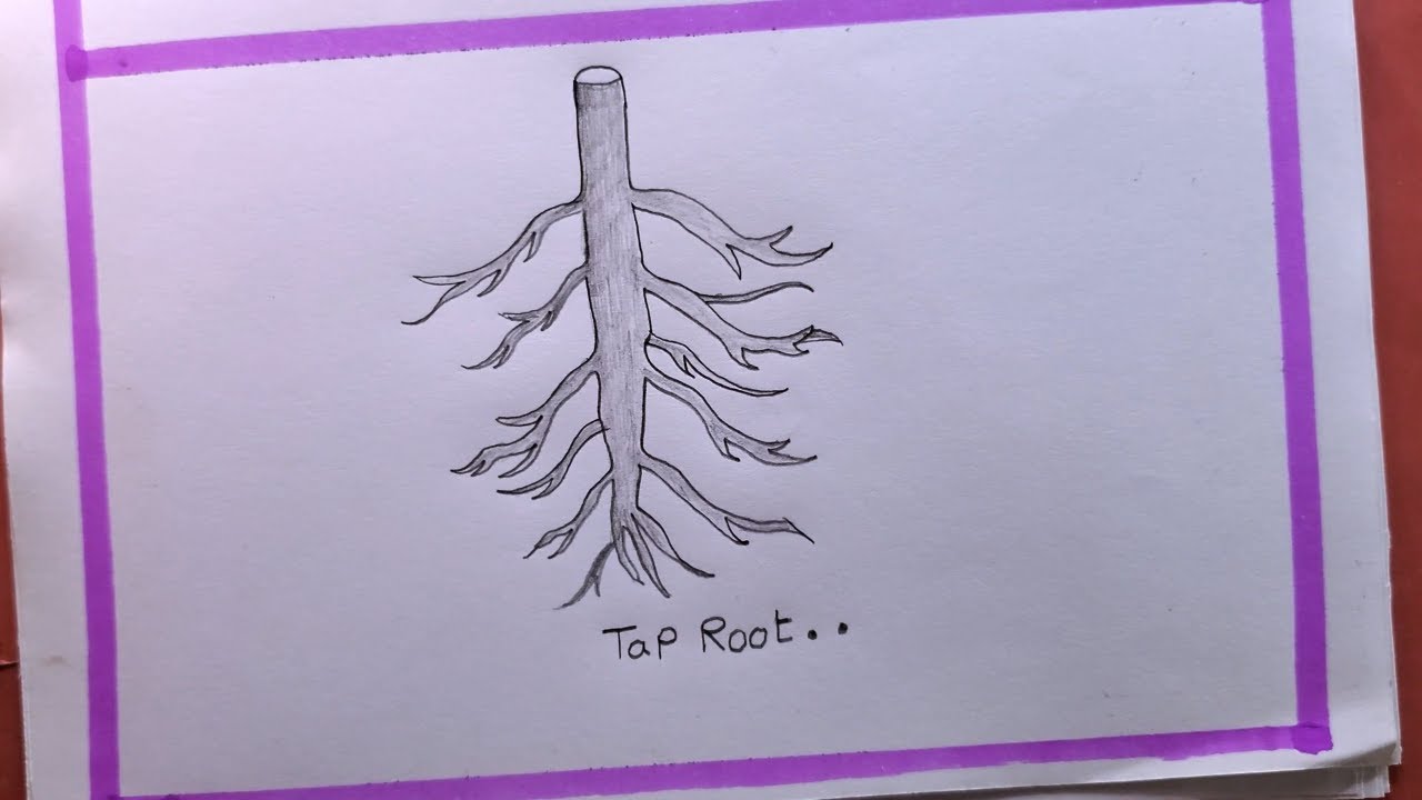 Tap Root Drawing Made EASY in Just 2 Minutes a Day! - YouTube