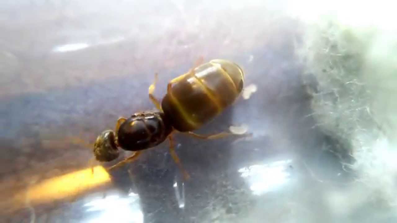 Larvae! Lasius cf. flavus Queen's First Brood 2-9-15 - YouTube