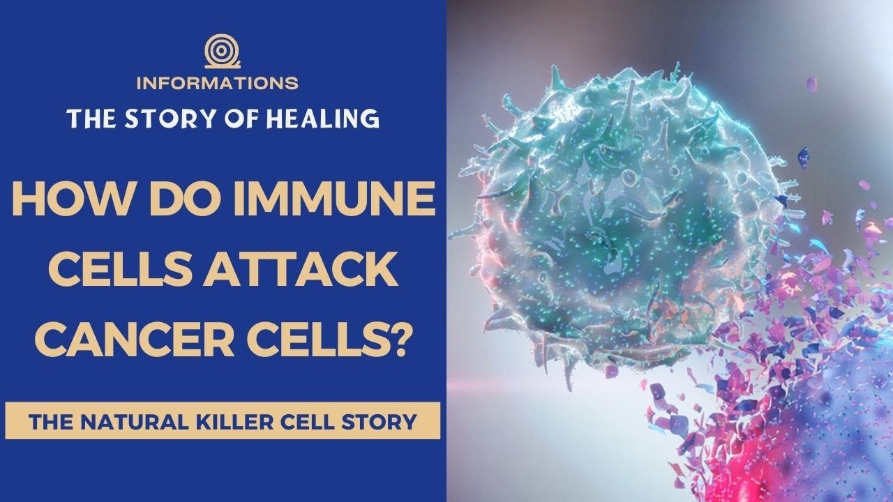 How do immune cells attack cancer cells? Natural Killer Cell Story ...
