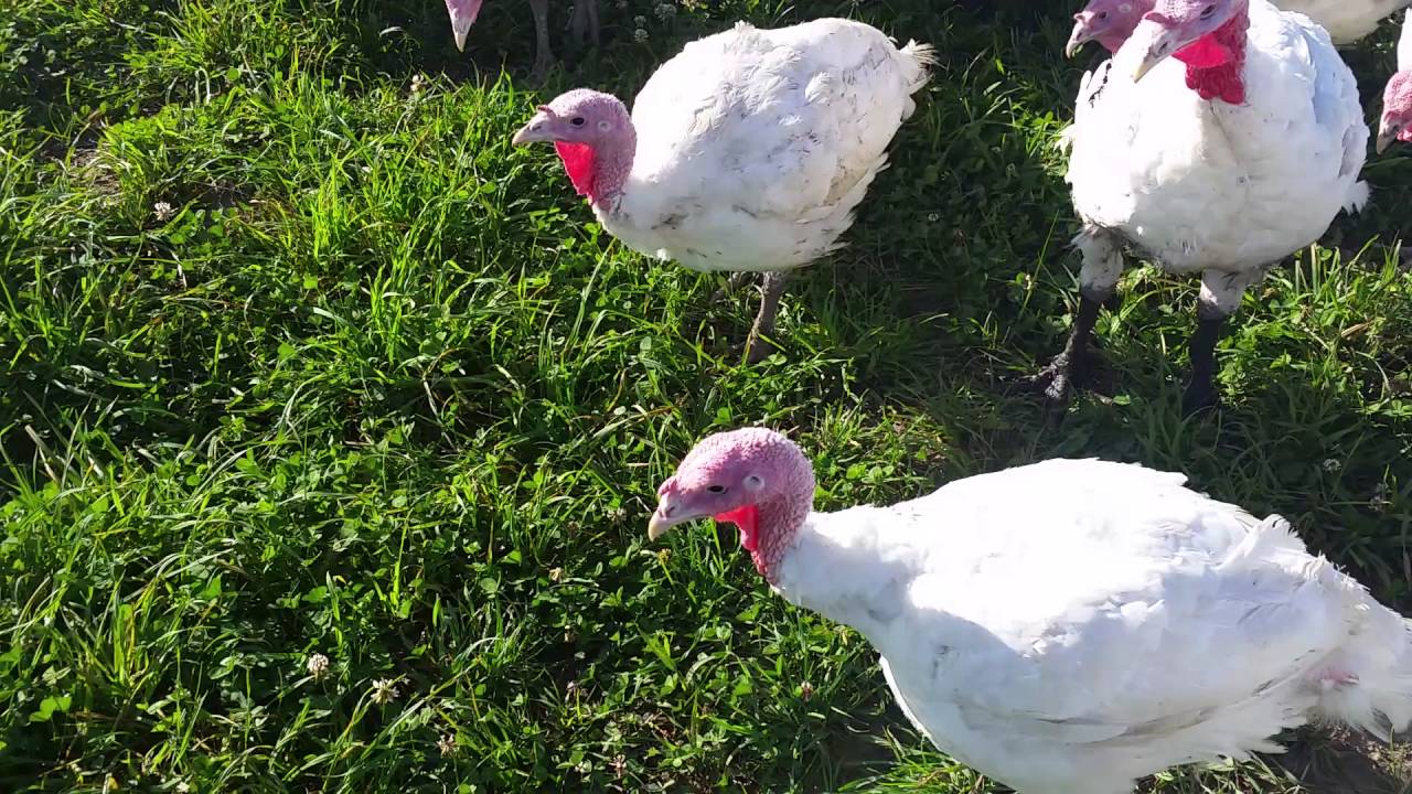 Brunty Farms Pasture Raised Turkeys - YouTube