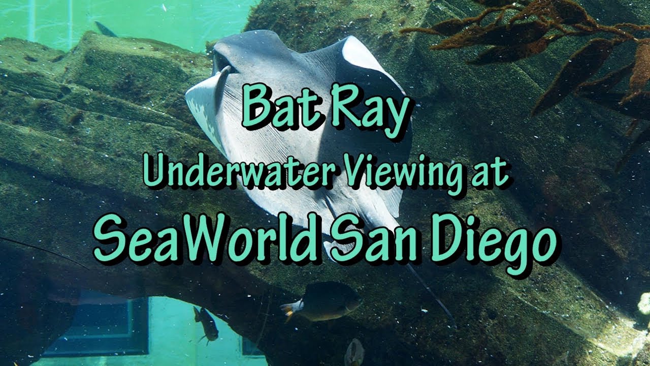 Bat Ray Underwater Viewing at SeaWorld, San Diego - YouTube