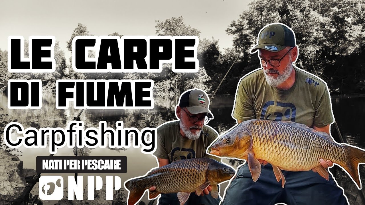 LE CARPE DI FIUME CARPFISHING D'ESTATE Fiume Arno - YouTube