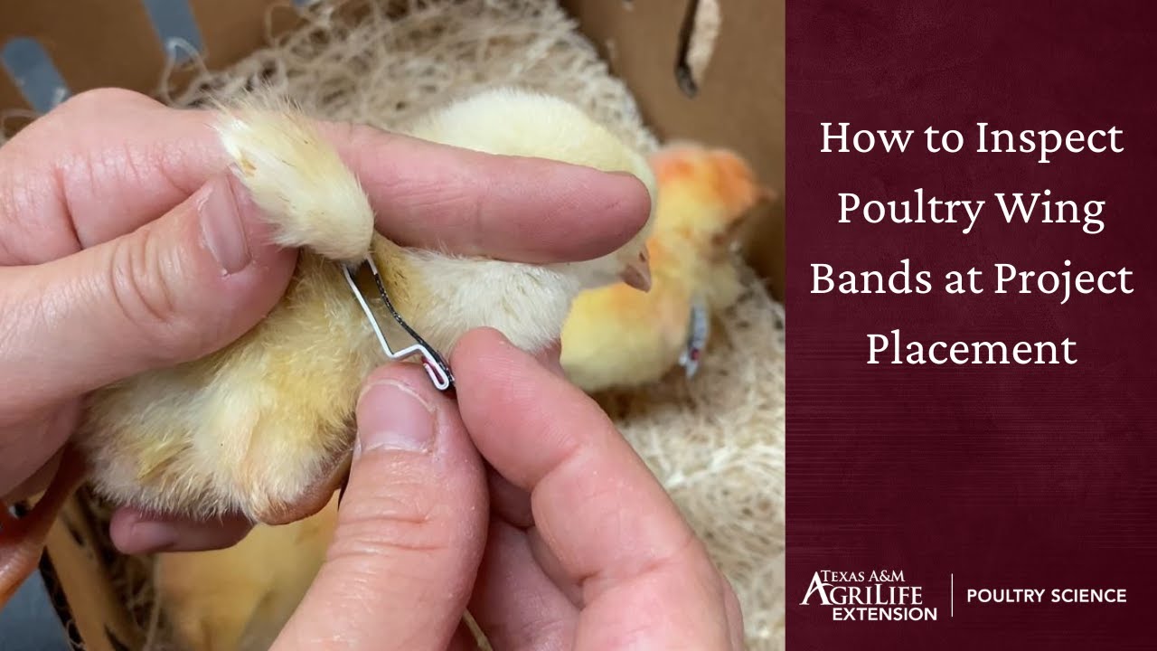 Inspecting Wing Bands at Placement - YouTube