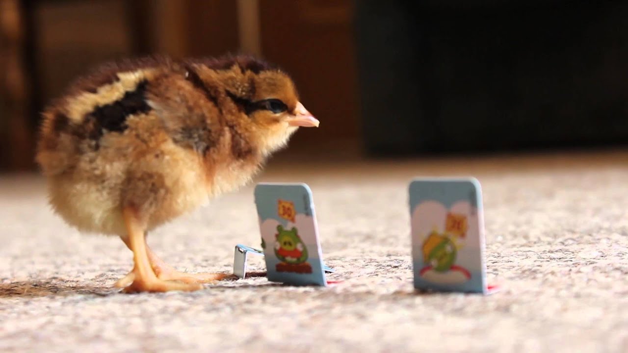angry chicken *real life* - YouTube