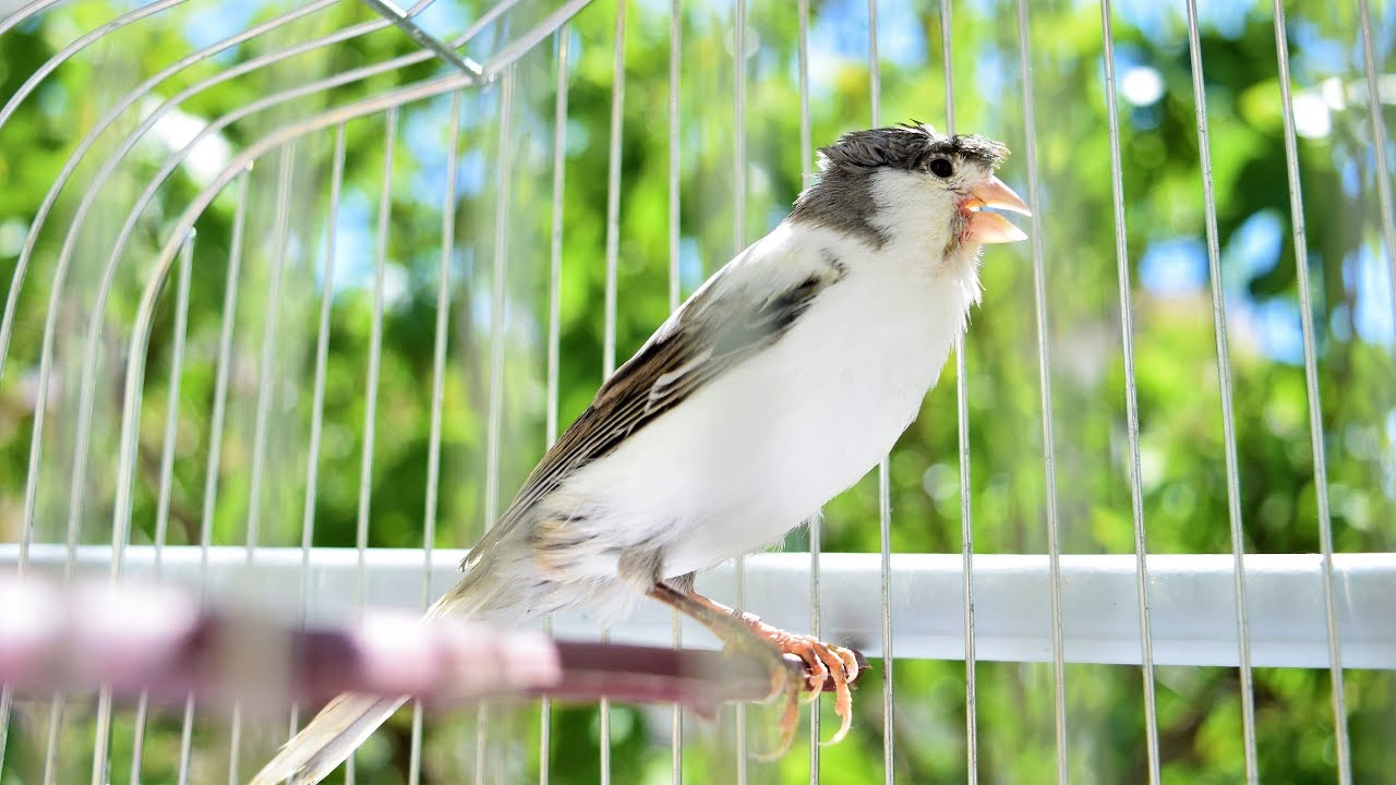 Canary singing - Most Spectacular Video Training-Make your canary ...