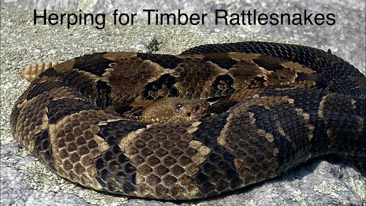 Timber Rattlesnakes , our first Red-Belly Snake of the year and more! Herping Vlog (2023 ...