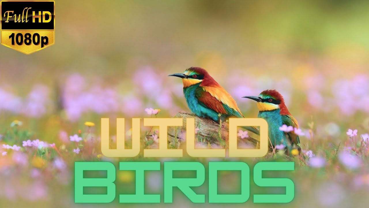 Birds Stock Footage | Free HD Video - no copyright - YouTube