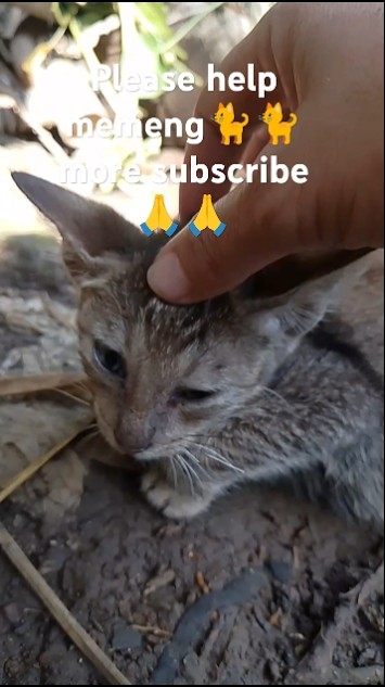 I have new stranger kitten #cat #babyanimals #animallover - YouTube