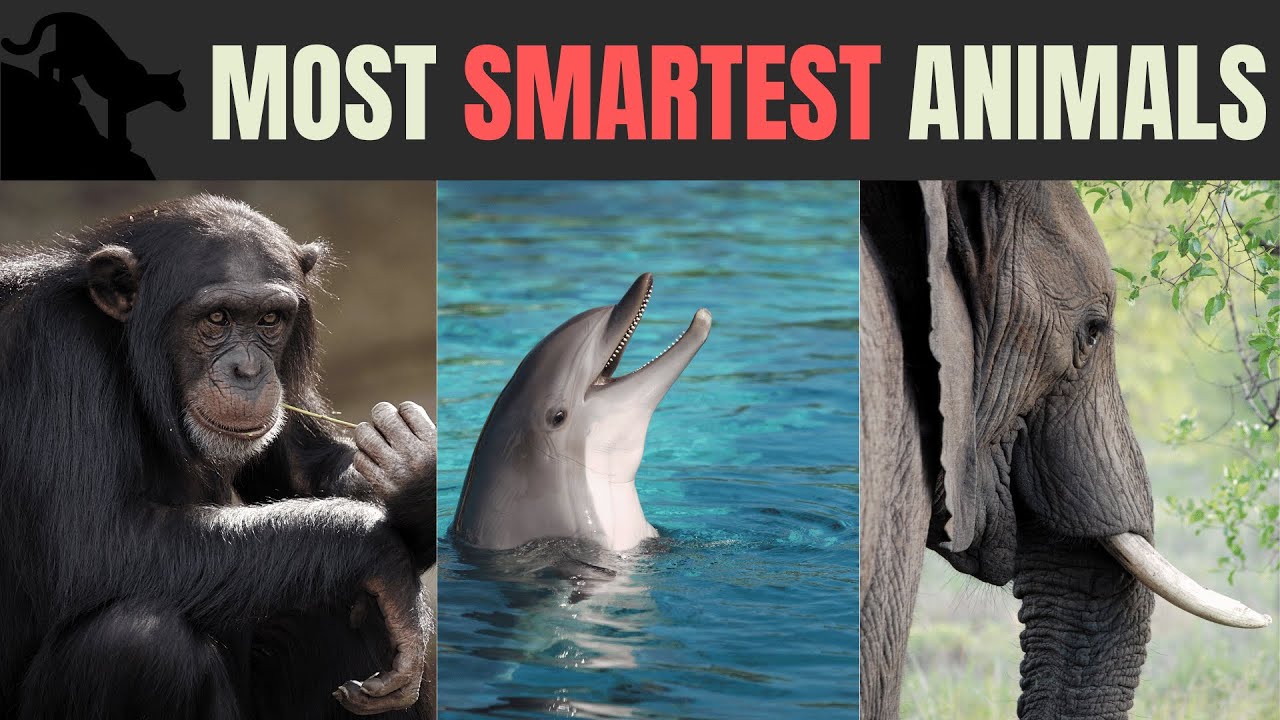 5️⃣ Smartest Animals in the World - YouTube