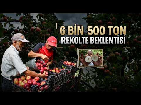 Amasya misket elmasında hasat başladı: Farkı “çıtırtı” sesinde
