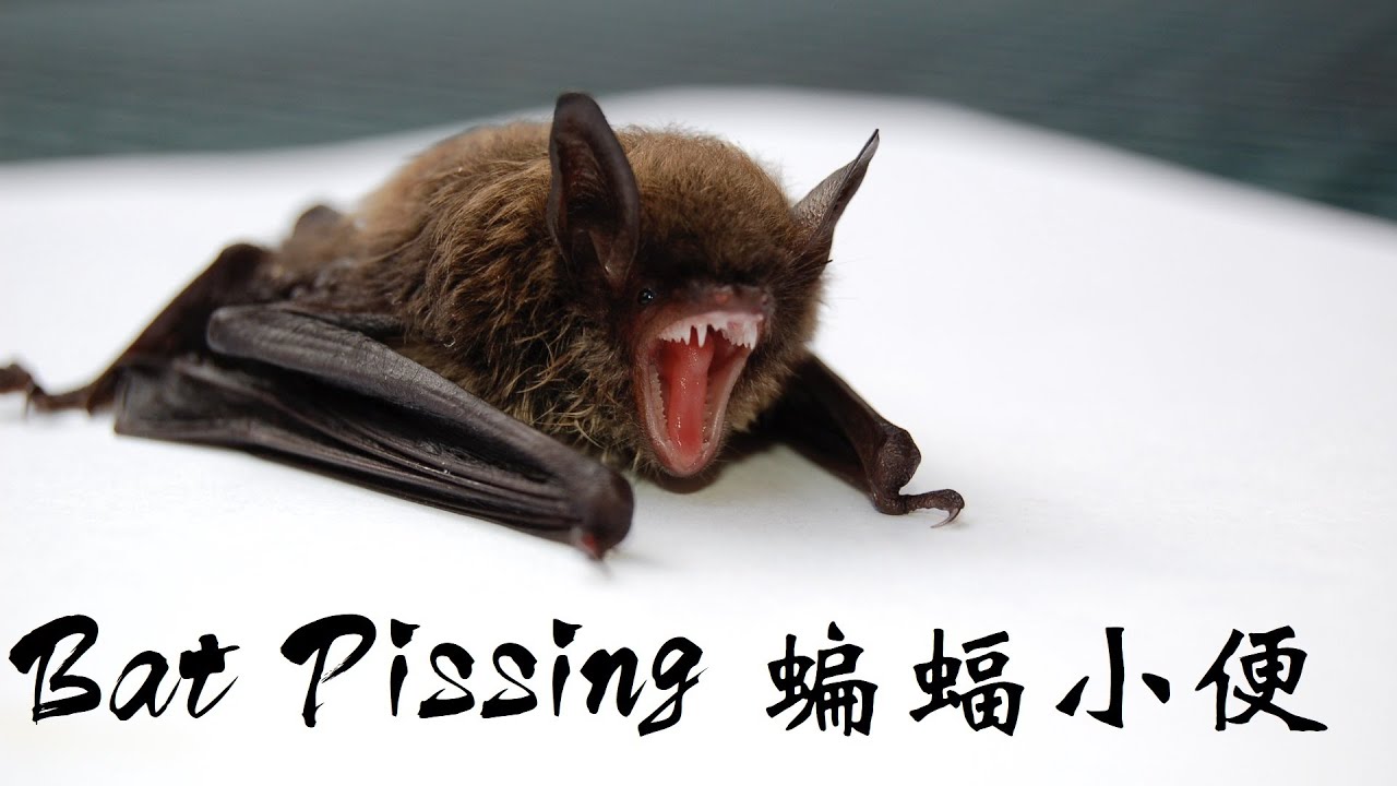 Speacial!! 奇特!! Do You Seen Bat Pissing Before?? 你看过蝙蝠小便吗？ - YouTube