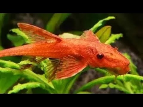 Loricaria red lizard - zbrojnik czerwony( opis) 😊🥰 - YouTube