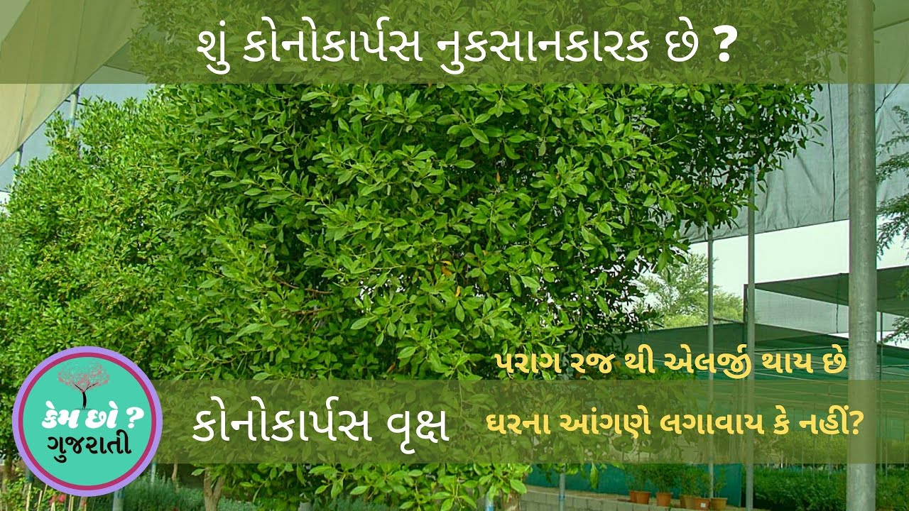 Conocarpus Tree - YouTube