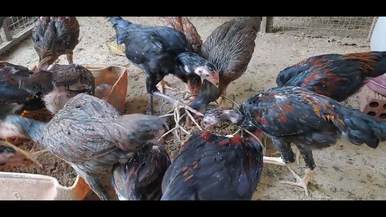 How Farmers raise the chicken Farming Model - YouTube