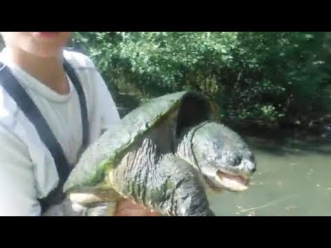Catching SNAPPING TURTLES BY HAND! - YouTube
