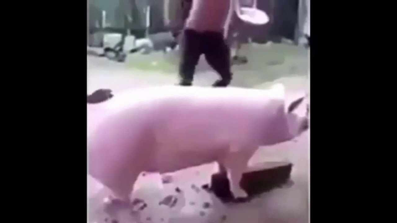 Pig gets decapitated (the man behind the slaughter meme) - YouTube