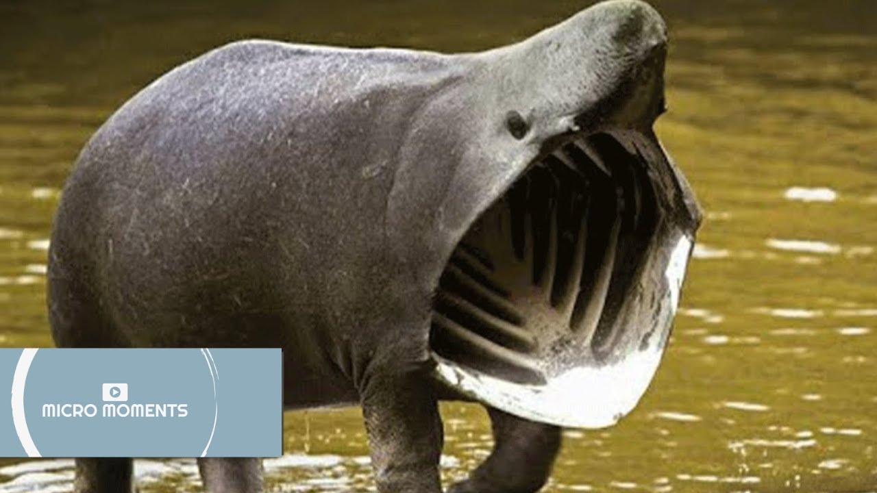 "Top 10 Deadliest Amazon Creatures You Won't Believe Exist! | Ultimate ...