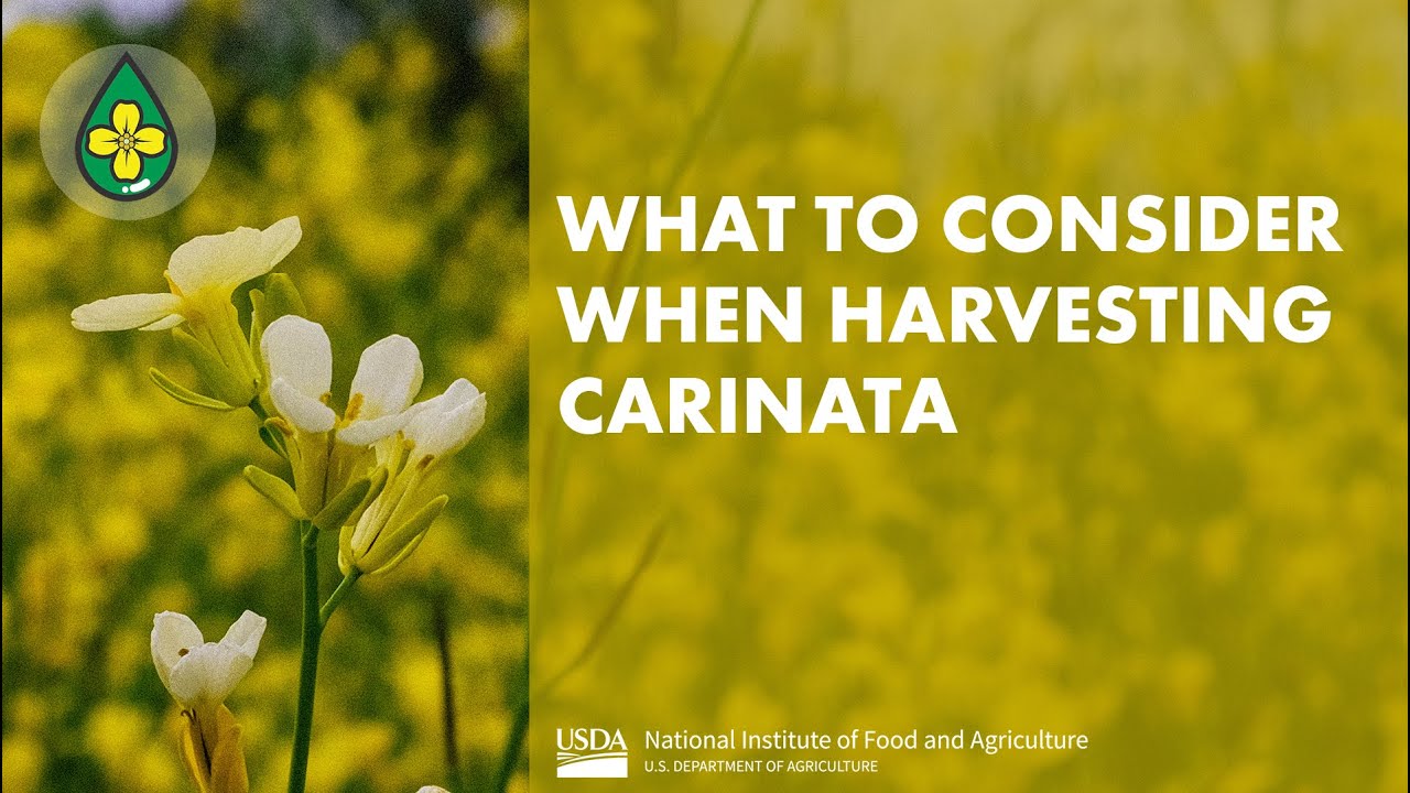 What to Consider when Harvesting Carinata. - YouTube