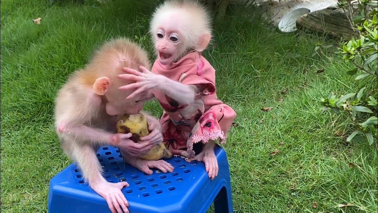 Monkey Baby Tom | jerry monkey scrambles to eat all of tom monkey's ...