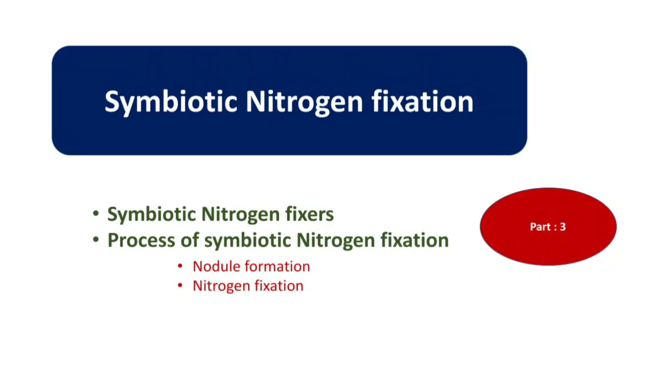 Symbiotic Nitrogen fixation | Nodule formation | Nitrogen fixation ...