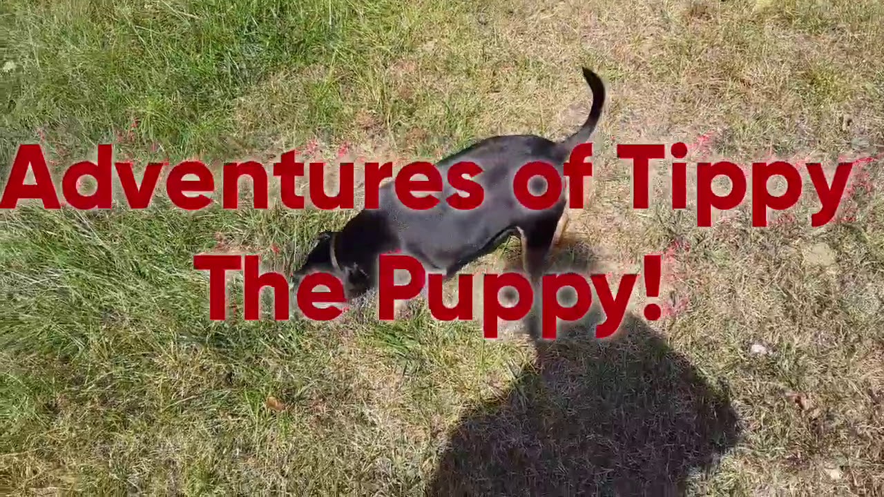 Adventures of Tippy, The Worlds Cutest Dog! - YouTube