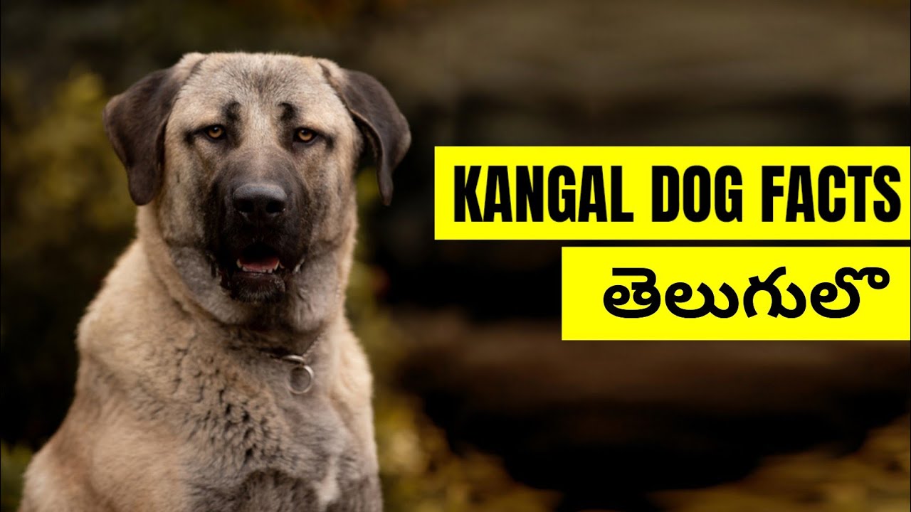 Kangal Dog Facts In Telugu Pets TV Telugu YouTube kangal-dog-facts-in-telugu-pets-tv-telugu-youtube