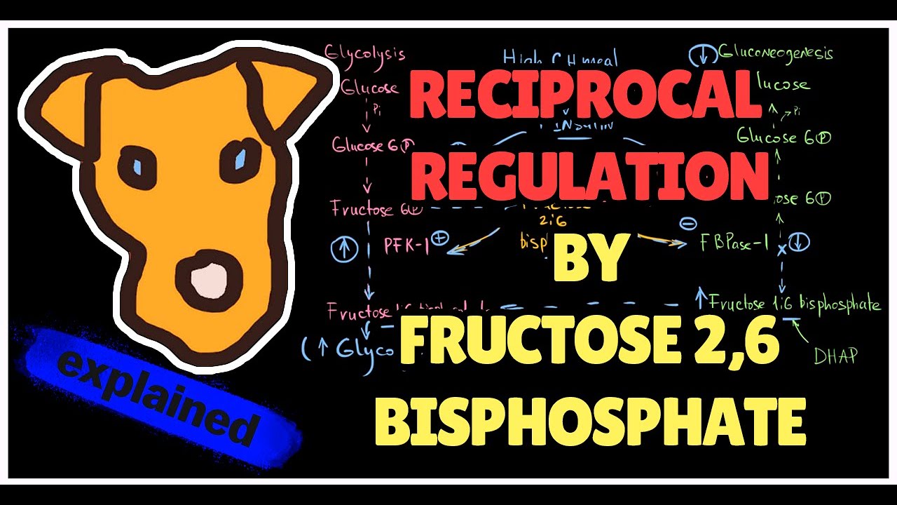 Reciprocal Regulation by Fructose-2,6-bisphosphate. PFK-2 / PFK-1 ...
