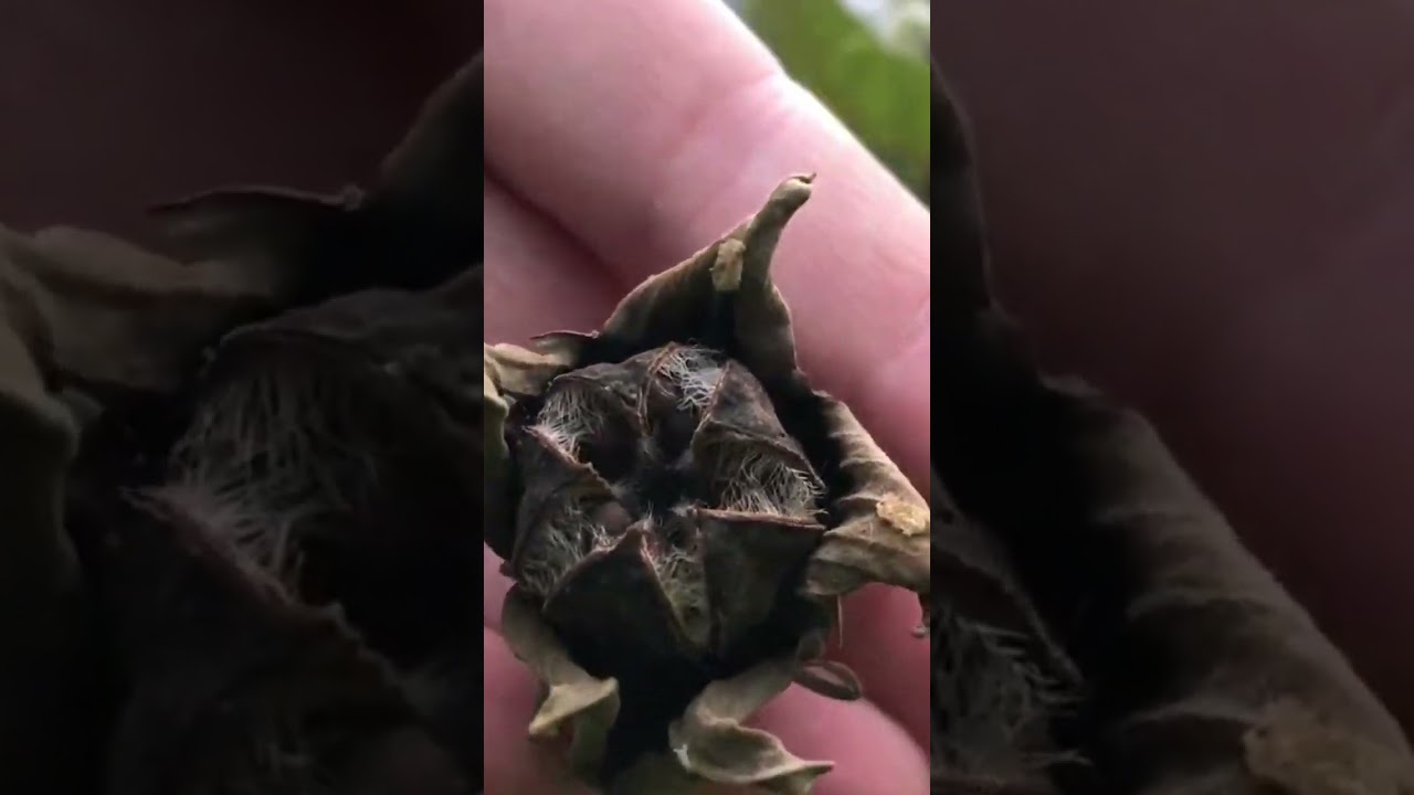 How To Collect Seeds From Hibiscus Flower