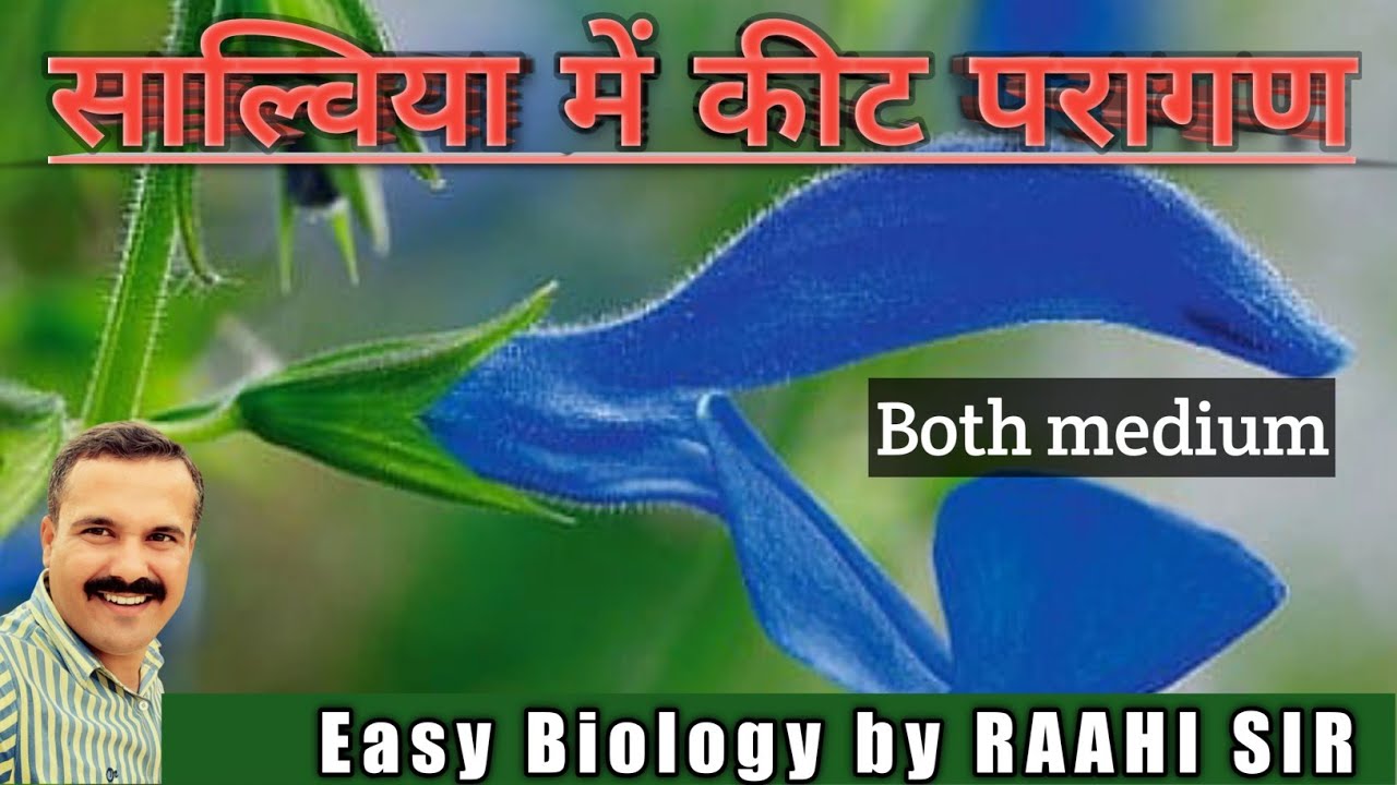 INSECT POLLINATION IN SALVIA(ENTOMOPHILLY) साल्विया में कीट परागण - YouTube