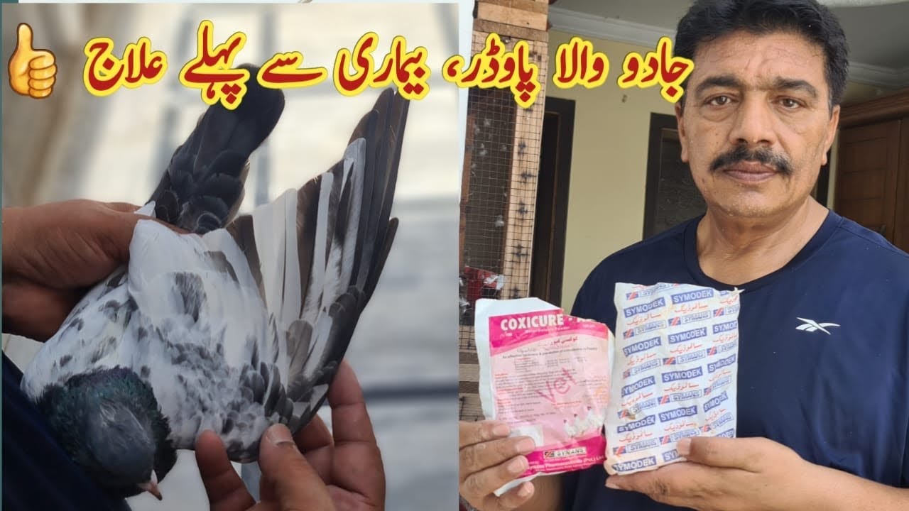 Kabootro ki hifazat beemari se pehle | Pigeons Care by Ustad Mian Moshi ...
