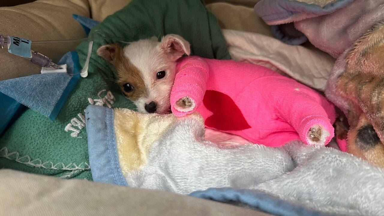 Puppy burned by boiling water dies - YouTube