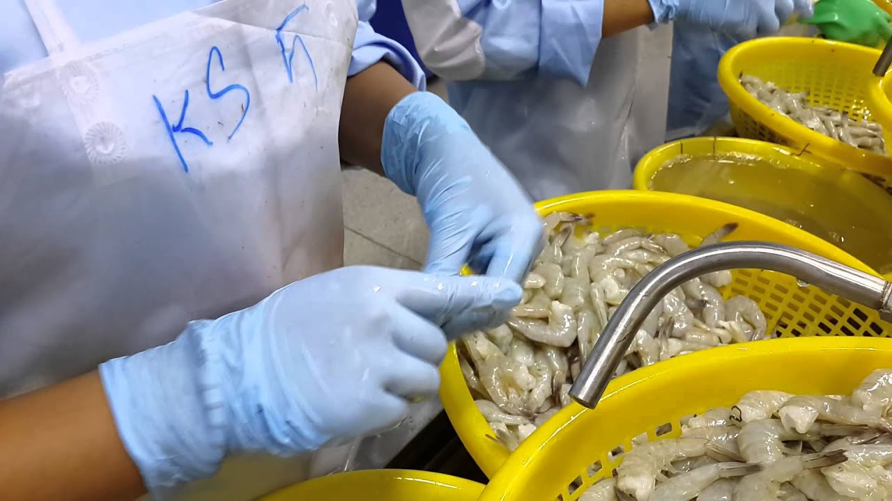 Processing shrimp - YouTube