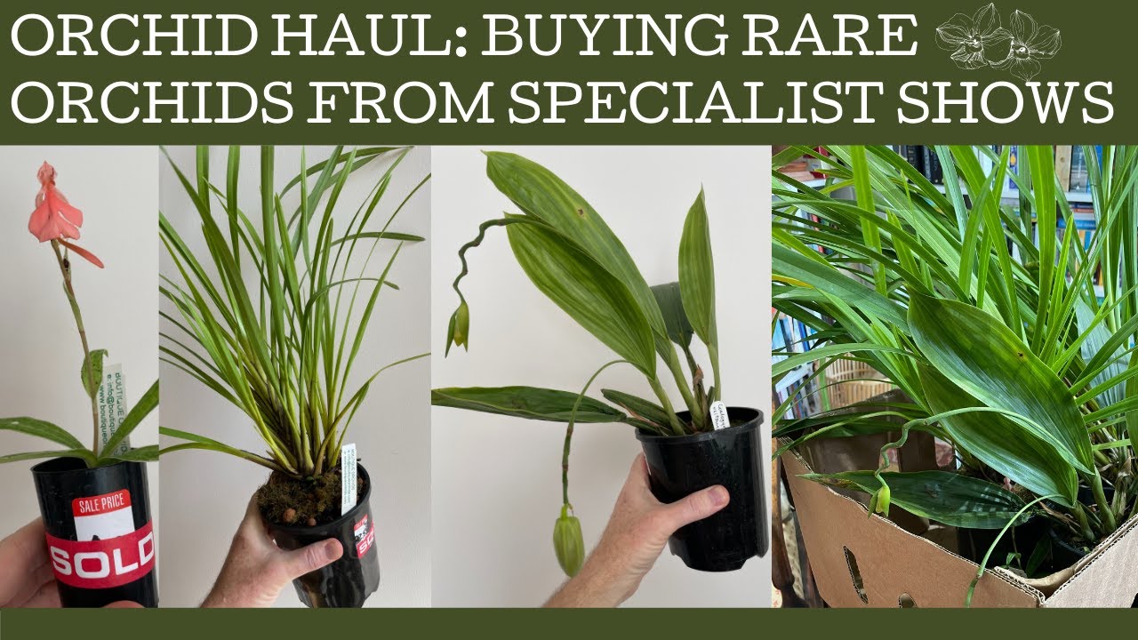 Orchid Haul: buying rare orchids from a specialist species show. - YouTube