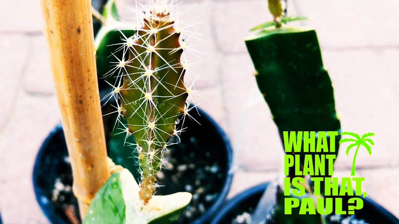 GRAFTING DRAGON FRUIT with Different Types of ROOT STALK - YouTube