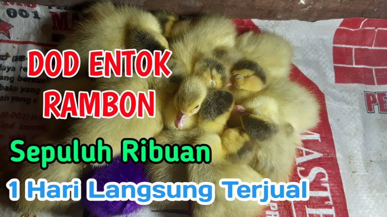Cara Jual Dod Entok Rambon - YouTube