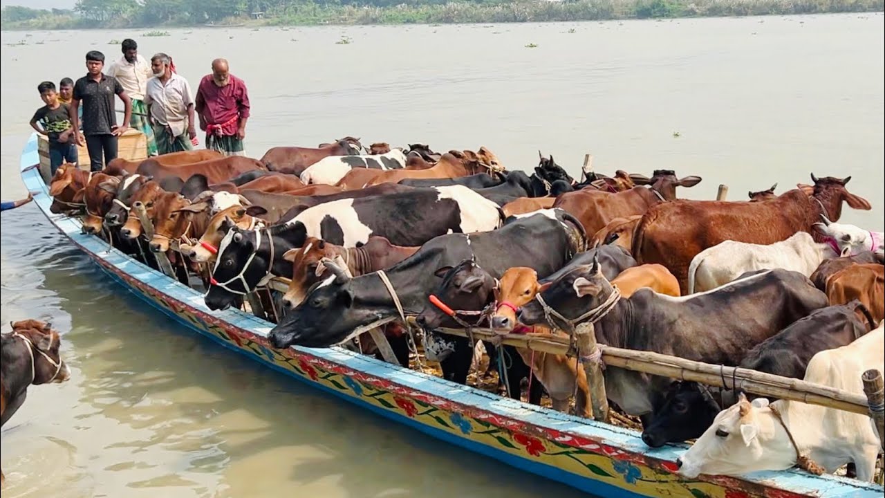 Cow unloading at very popular village cattle market | Cow unloading ...