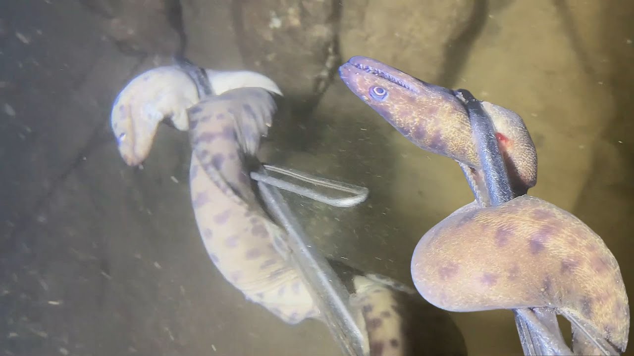 Diving for seafood, what did you catch today？ | Part 18-1 - YouTube