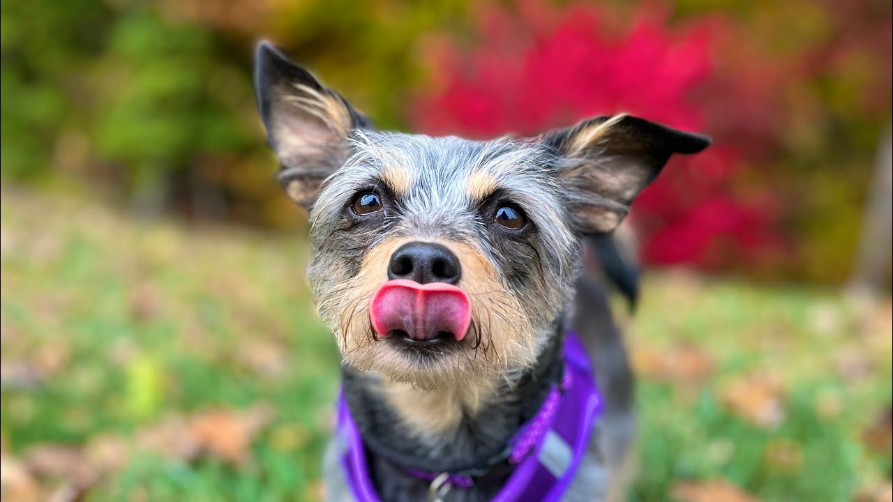 101 Fun & Unique Dog Tricks - performed by The Flopdoodle Chloe Bean ...