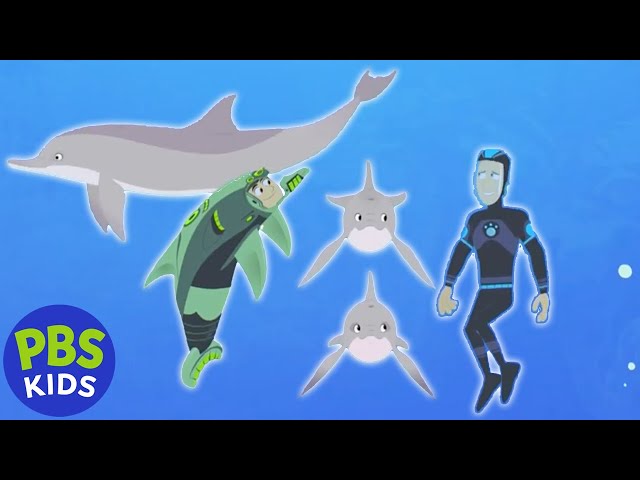 Wild Kratts | Dolphin Creature Rescue Mission! | PBS KIDS - Videos For Kids